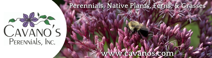 Cavano's Perennials